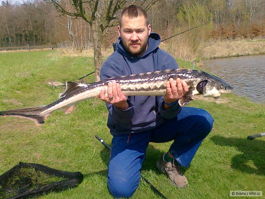 Fotografie - Jeseter sibiřský 110cm | MRK.cz