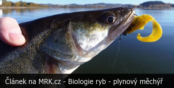 Biologie ryb - plynový měchýř | MRK.cz