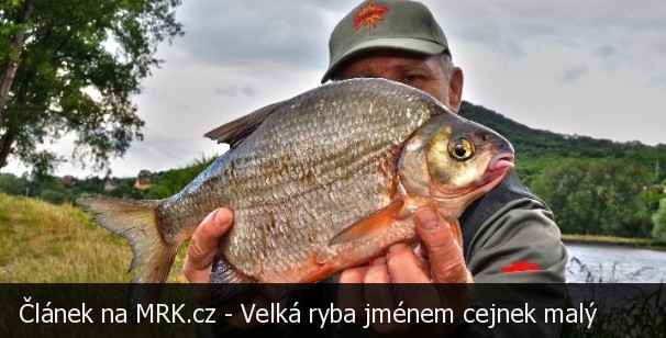 Velká ryba jménem cejnek malý | MRK.cz