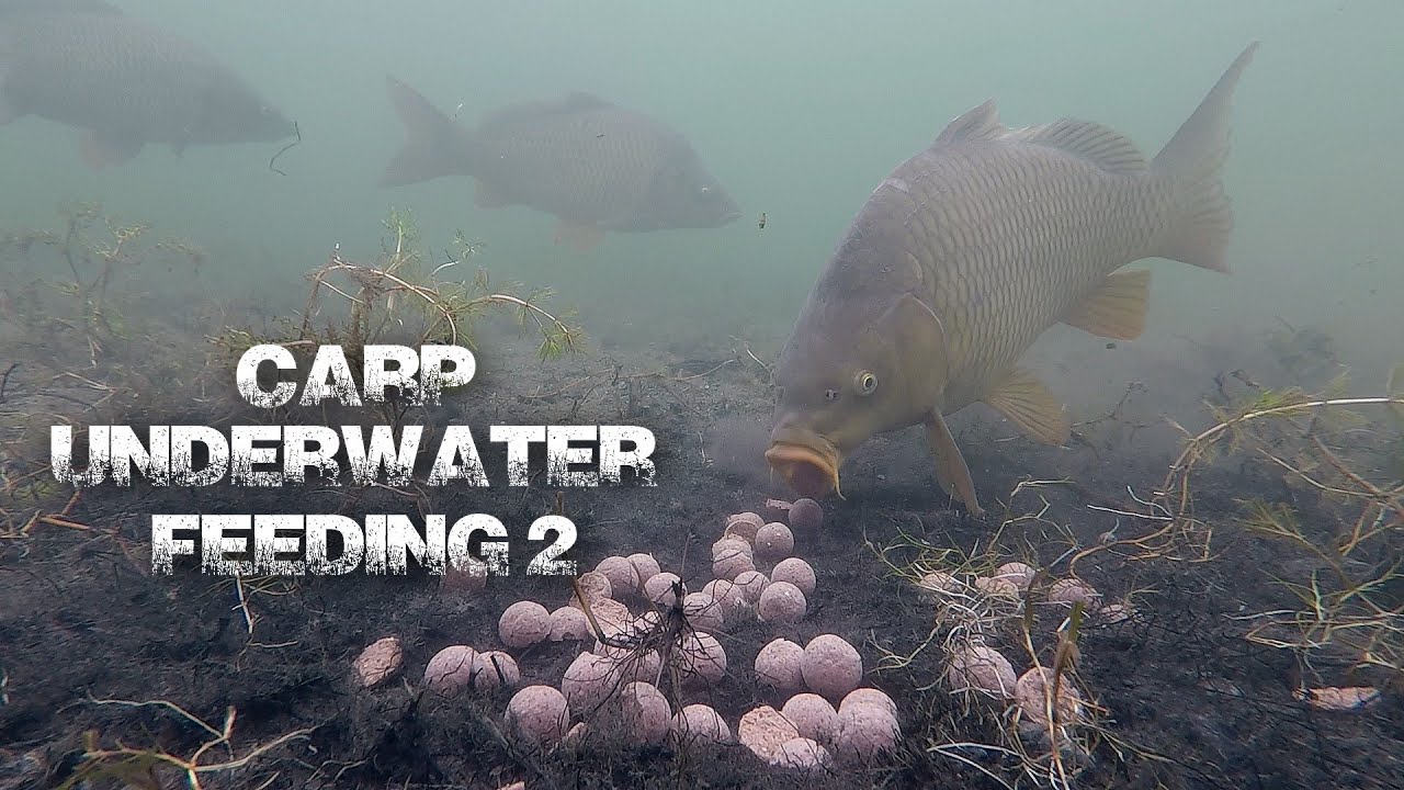 Carp Underwater Feeding 2 Rybářská Videa Mrk Cz