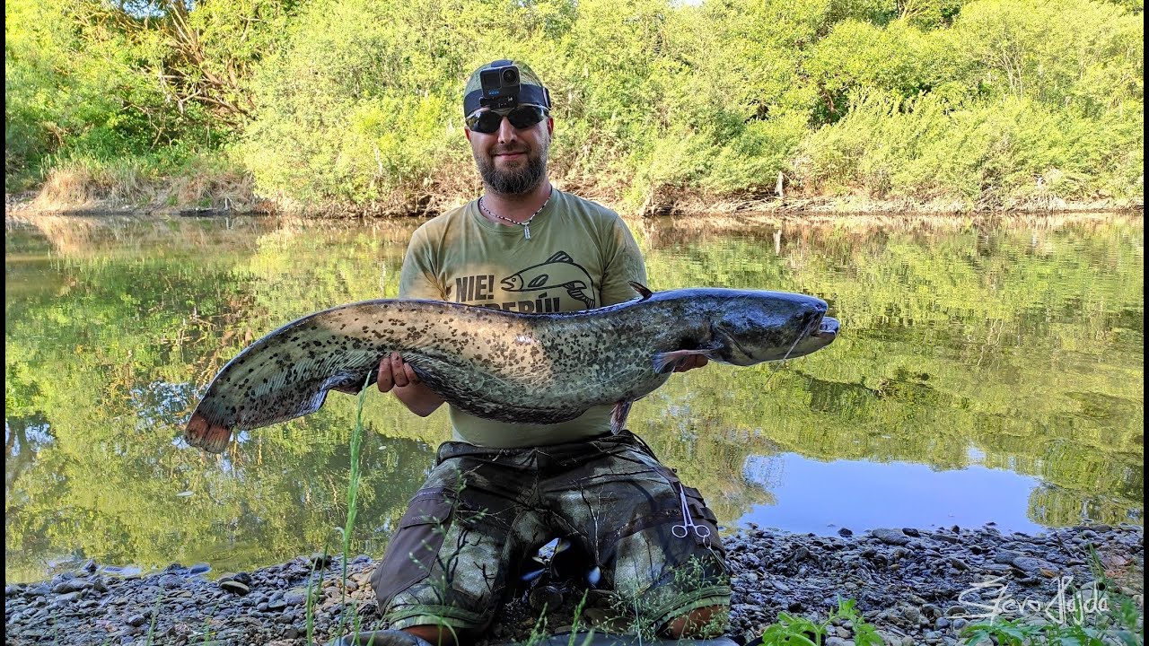 Sumec 113cm z rieky Hornád - rybářská videa | MRK.cz