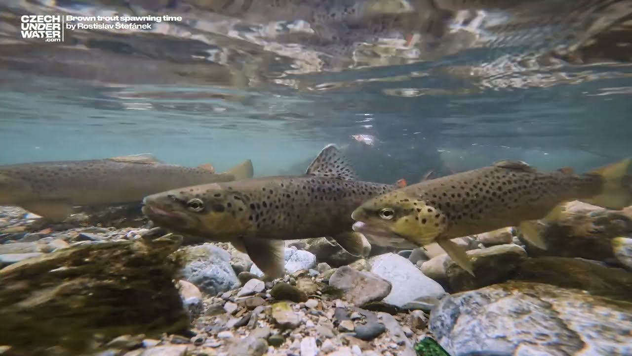 Tření Pstruha obecného - rybářská videa | MRK.cz