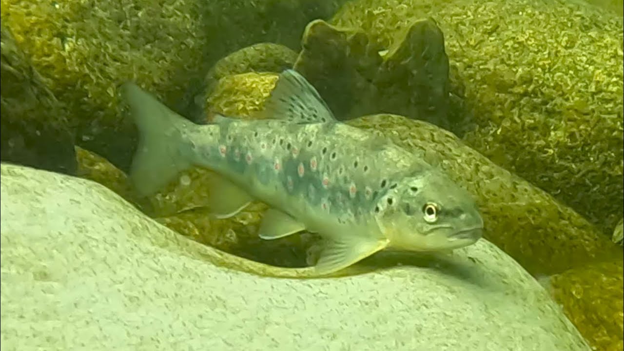 Potápanie - pstruh potočný - rybářská videa | MRK.cz